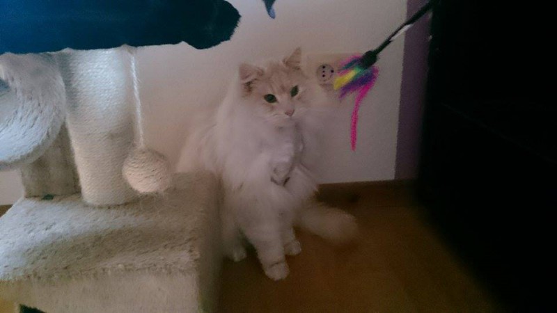 12650544_930233793730307_1233601470_n (2) – Tierschutzverein ...